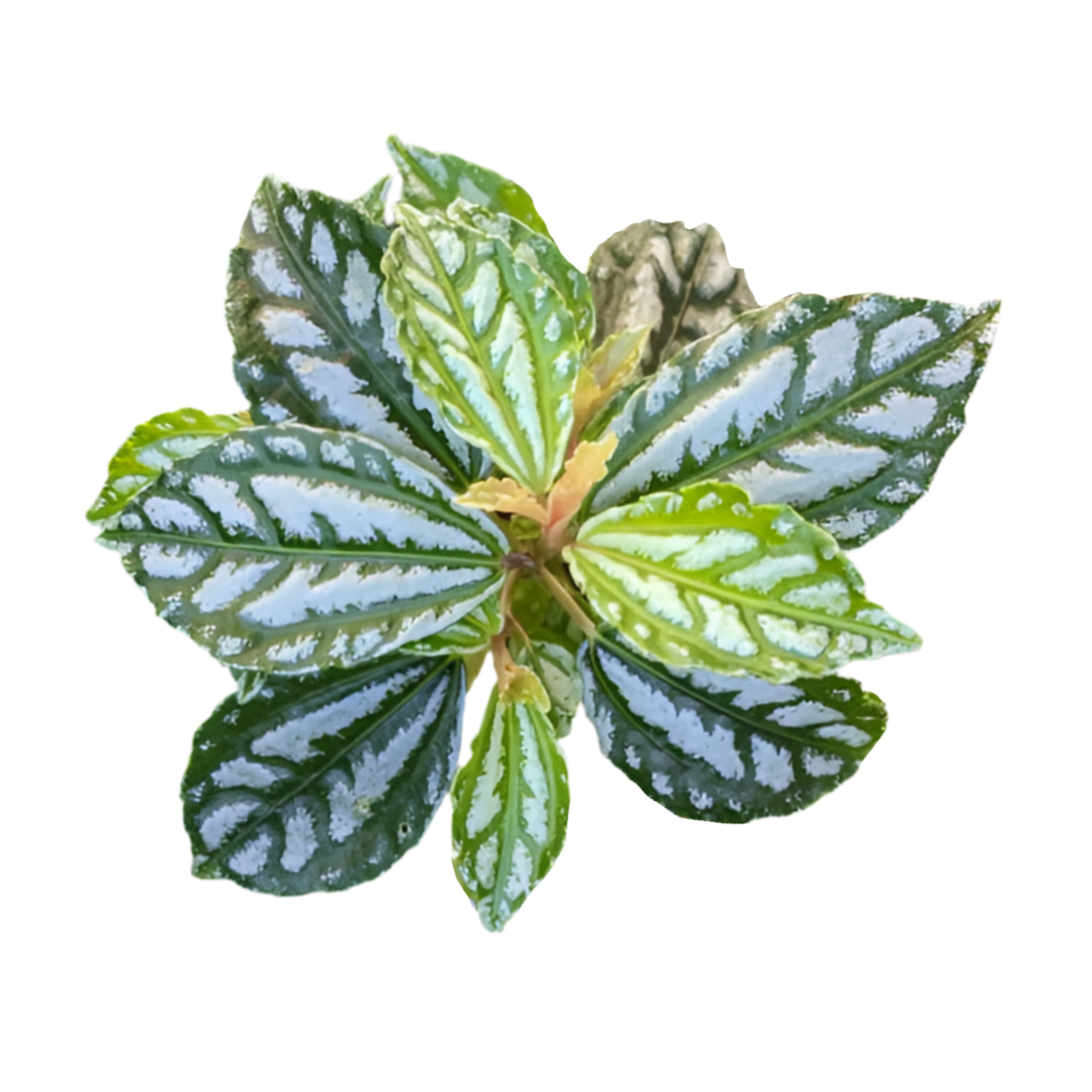 Cold Water Plants – The Aquarium Factory