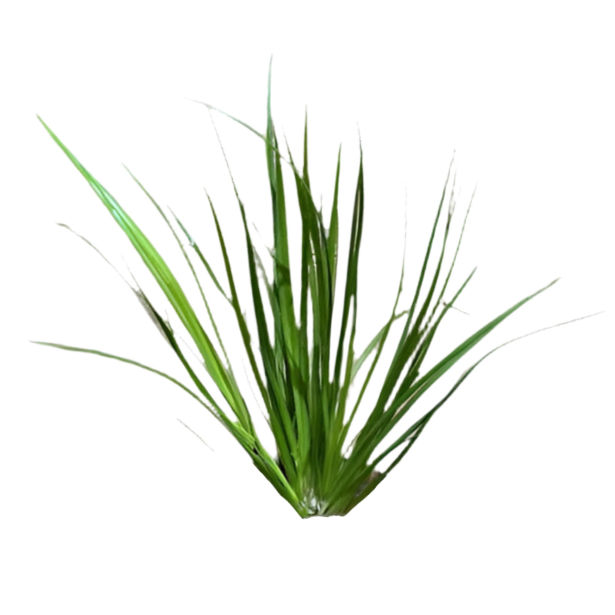 Dwarf Gold Rush – The Aquarium Factory