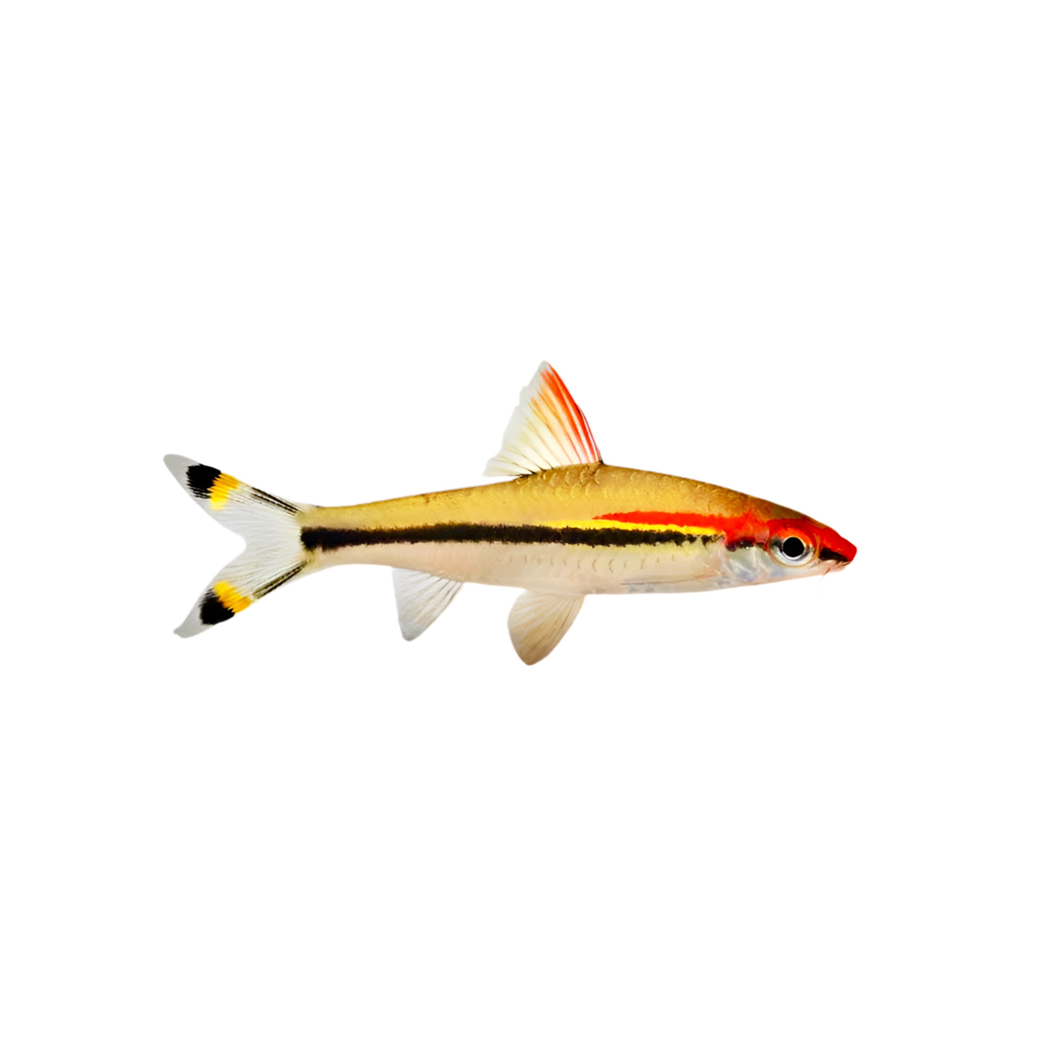 Torpedo Barb – The Aquarium Factory