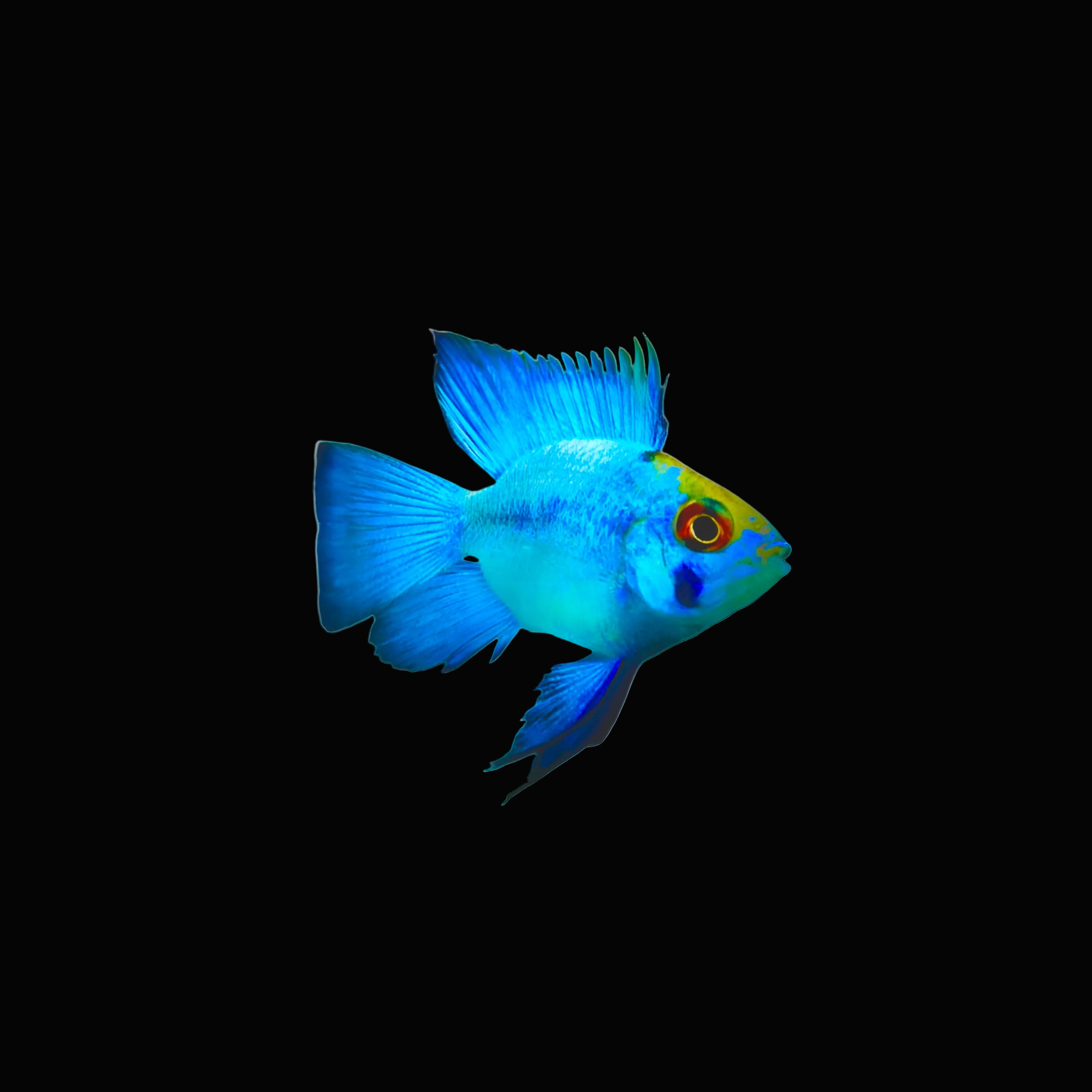 Electric Blue Balloon Ram – The Aquarium Factory