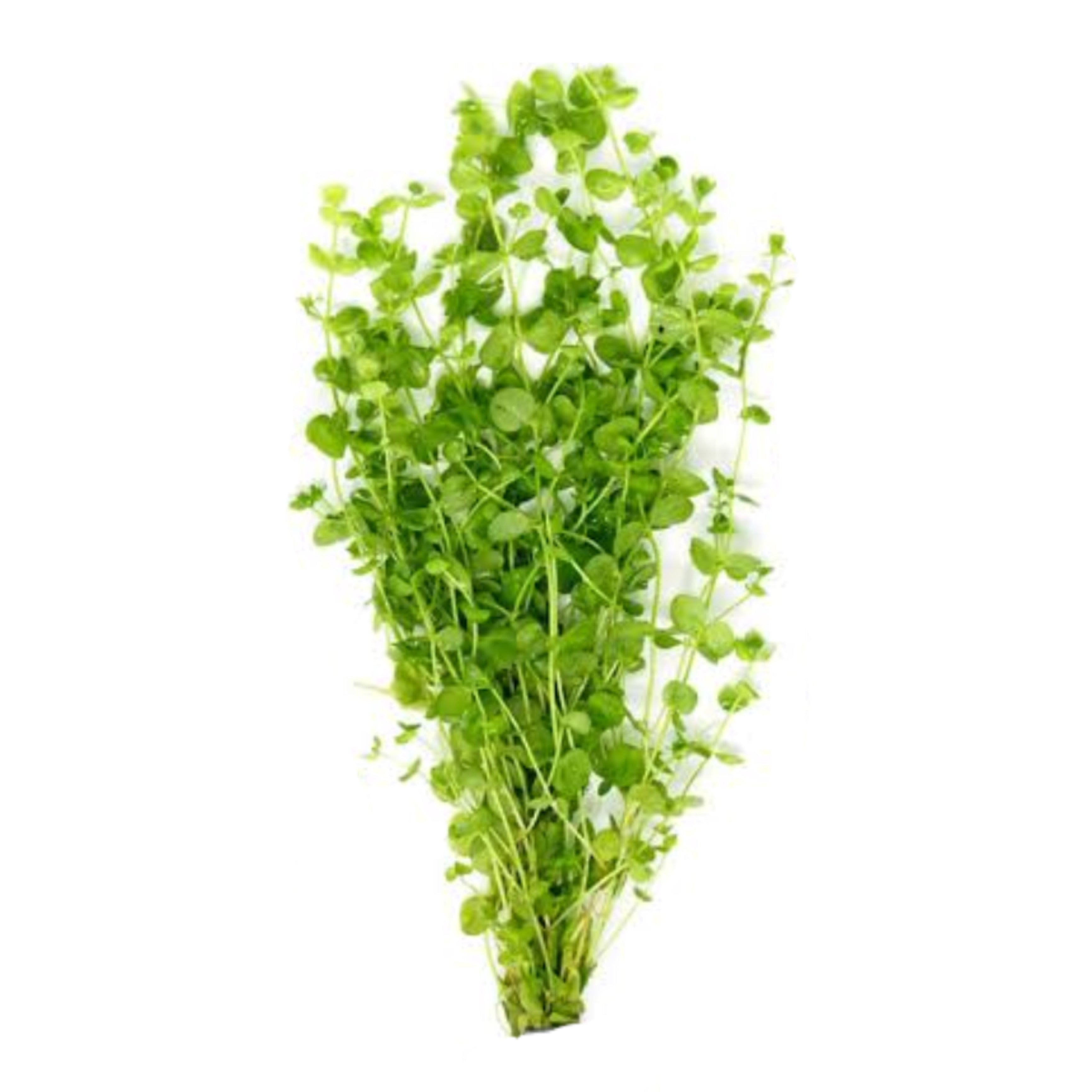 Cold Water Plants – The Aquarium Factory