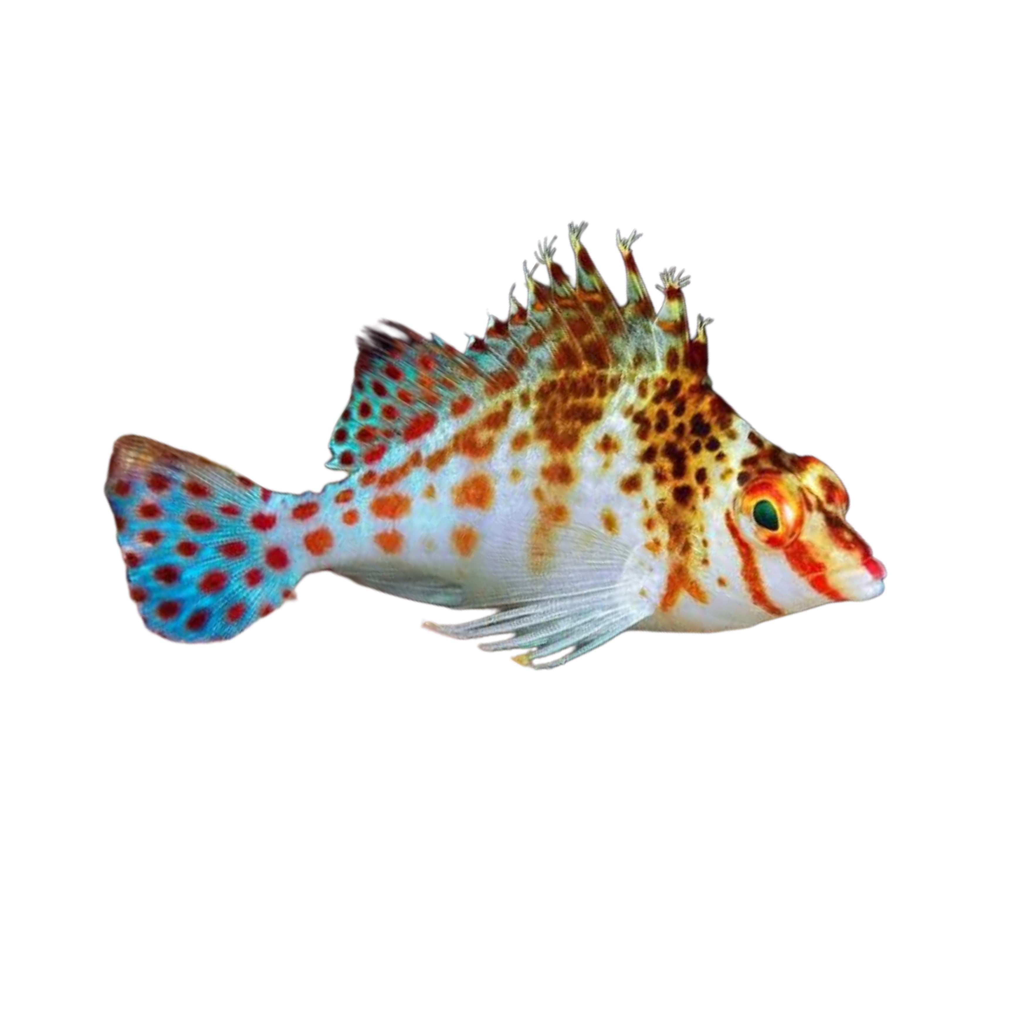 Falco Hawkfish – The Aquarium Factory