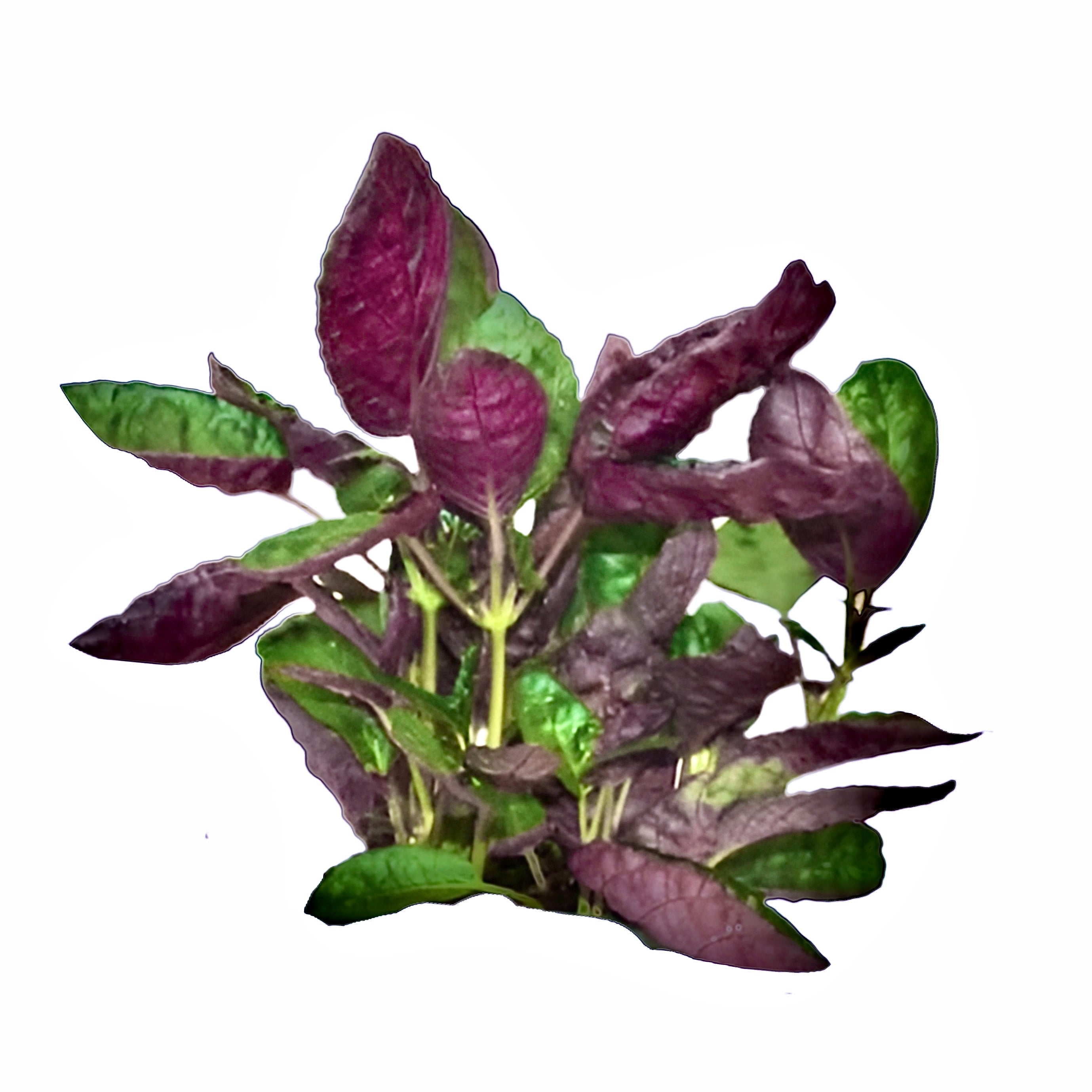 Purple Temple – The Aquarium Factory