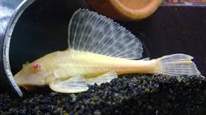 Sailfin Pleco Gibbiceps – The Aquarium Factory