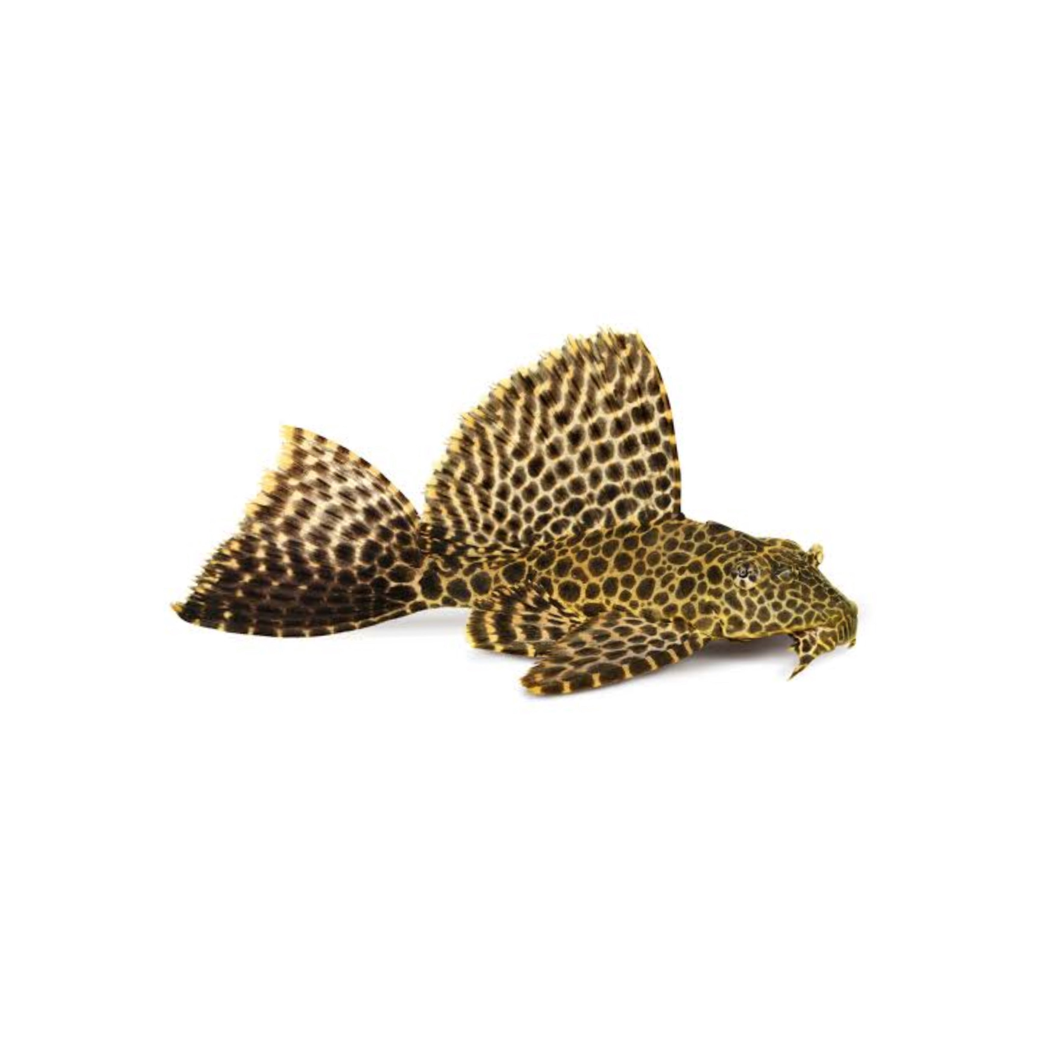 Gold Spotted Pleco – The Aquarium Factory