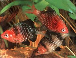 Black Ruby Barb – The Aquarium Factory
