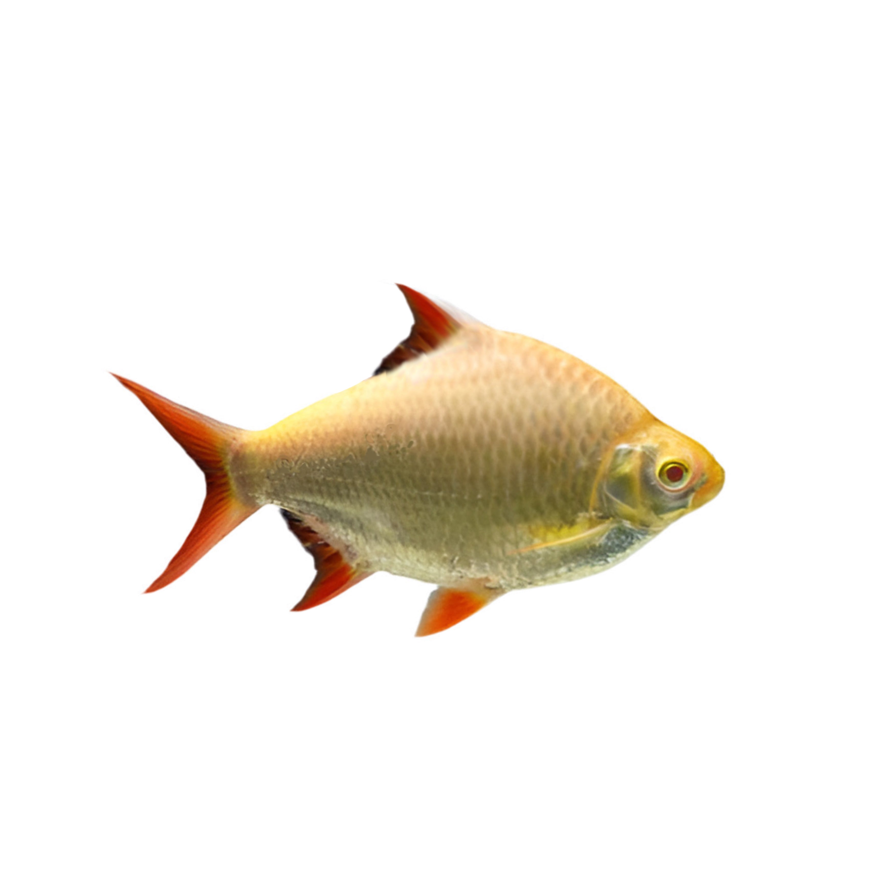 Albino Tinfoil Barb – The Aquarium Factory