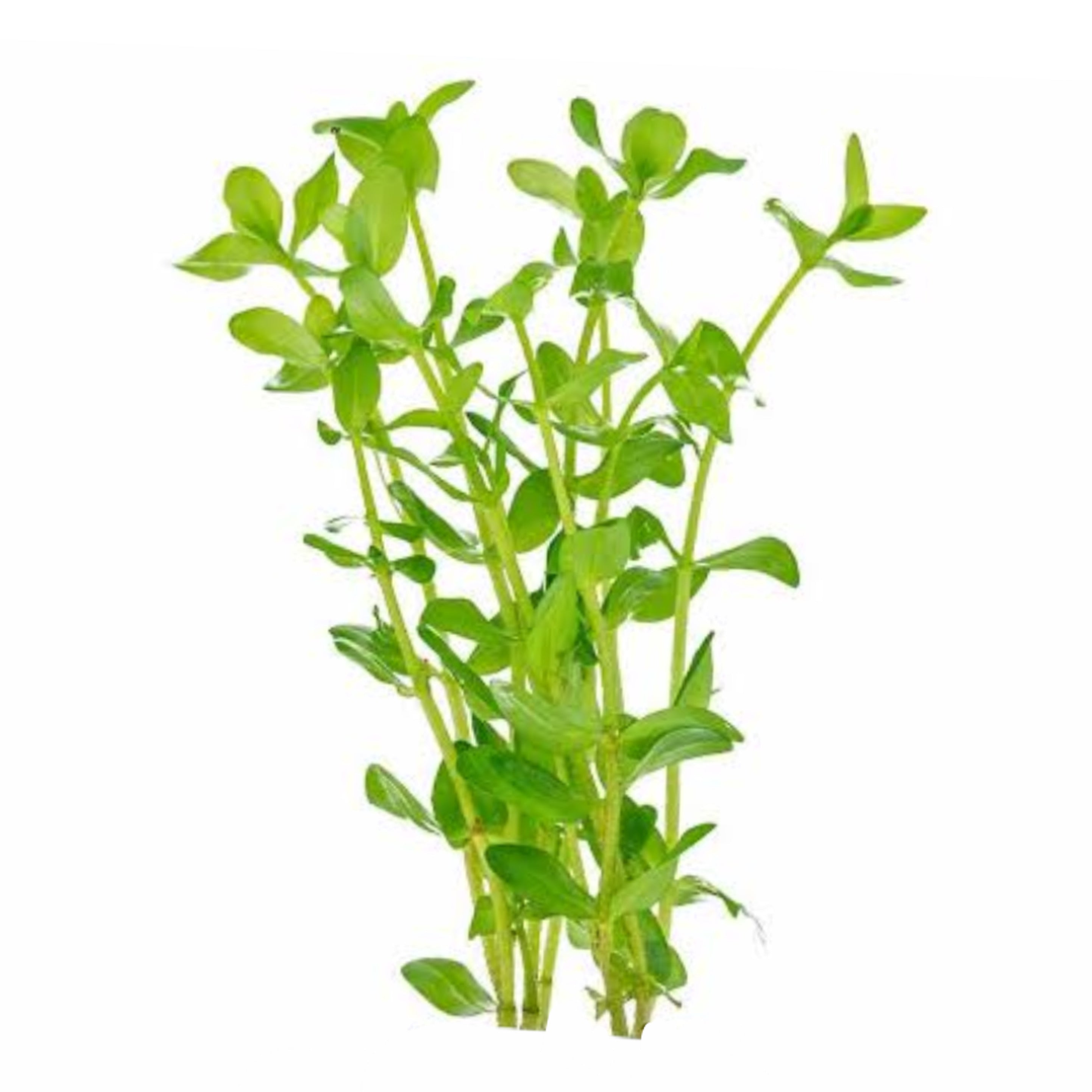 Cold Water Plants – The Aquarium Factory