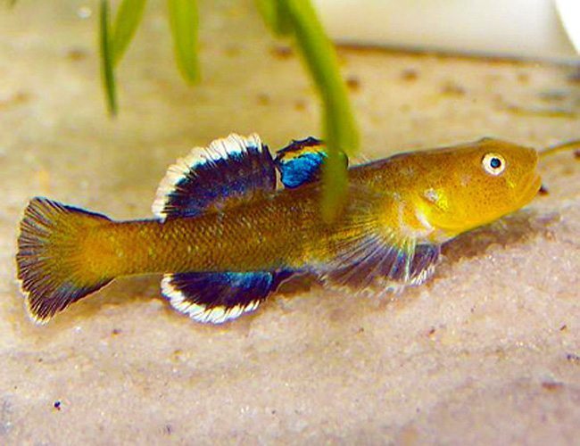 Desert Goby Pair – The Aquarium Factory