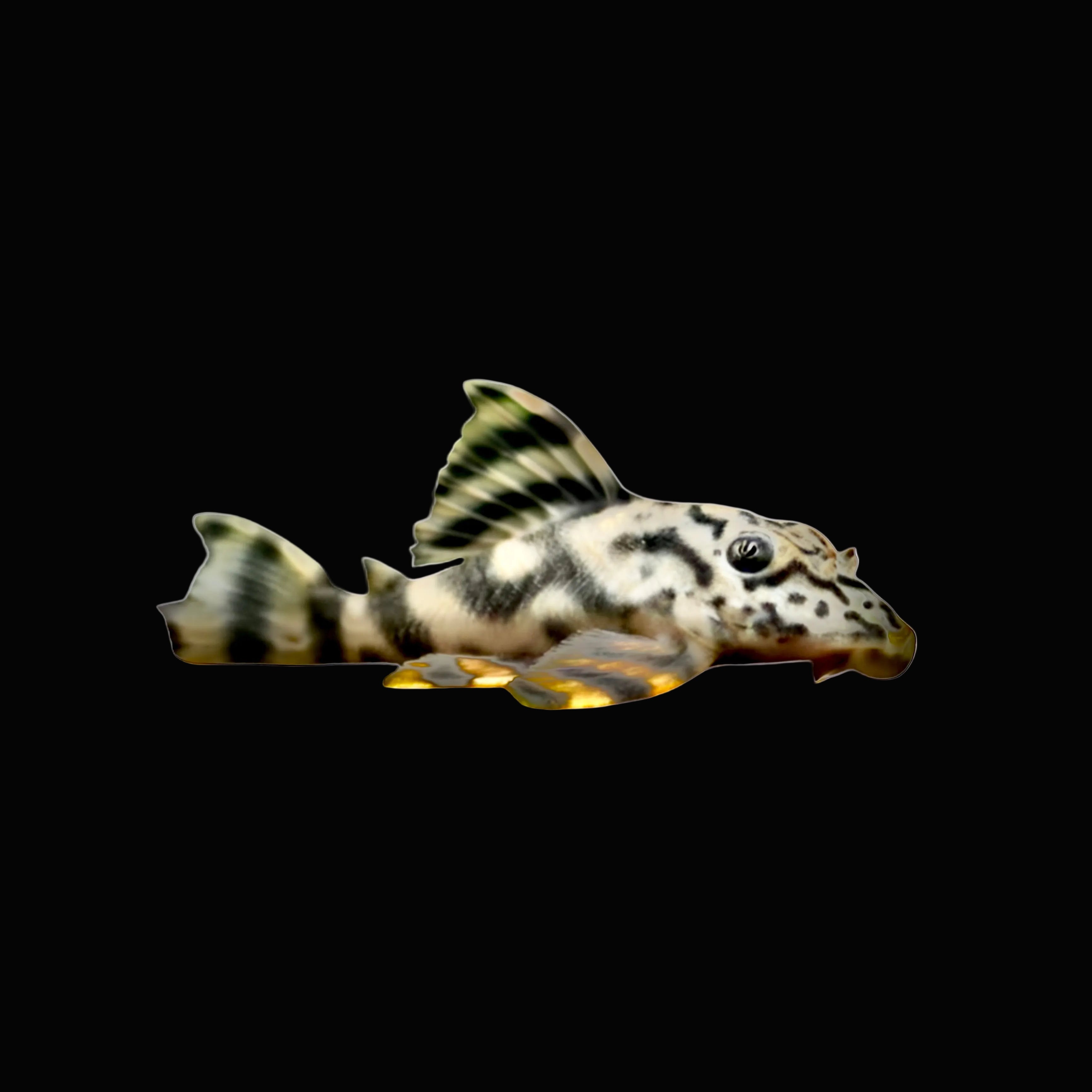 L202 Pleco Catfish – The Aquarium Factory