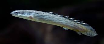 Platinum Senegal Bichir - Large – The Aquarium Factory