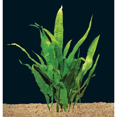 Java Fern On Driftwood – The Aquarium Factory