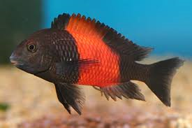 Tropheus Chilanga Red – The Aquarium Factory