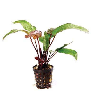 Red Devil - Lge – The Aquarium Factory