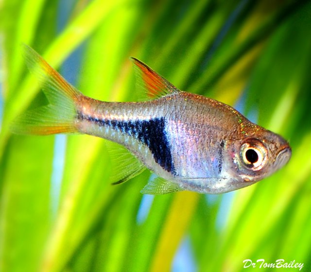 Harlequin Rasbora – The Aquarium Factory