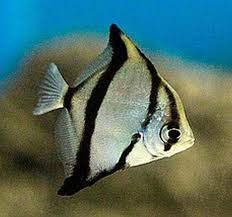 Mono Sebae – The Aquarium Factory