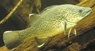 Murray Cod – The Aquarium Factory