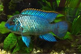 Neon Blue Acara – The Aquarium Factory