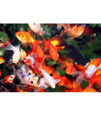 Cold water Fish – Page 2 – The Aquarium Factory