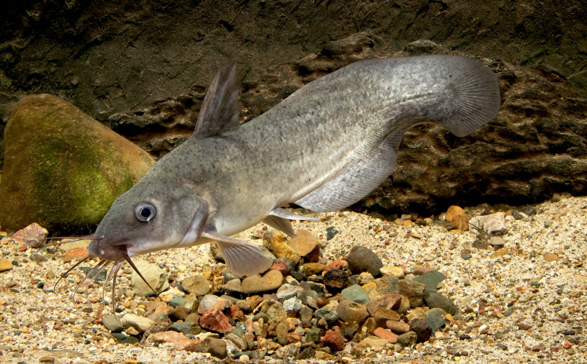 Tandanus Catfish – The Aquarium Factory