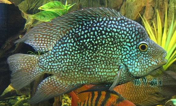 Super Green Texas Cichlid – The Aquarium Factory