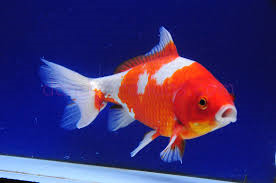 Wakin 15cm – The Aquarium Factory