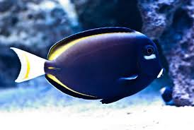 Whitecheek Tang – The Aquarium Factory