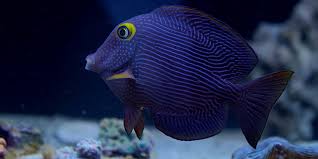Yellow Eye Tang – The Aquarium Factory